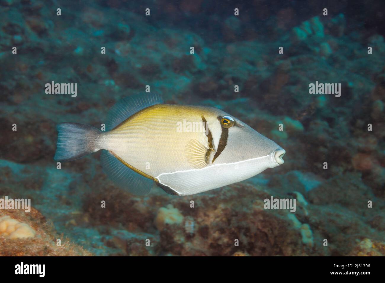 Lei islands hi-res stock photography and images - Alamy