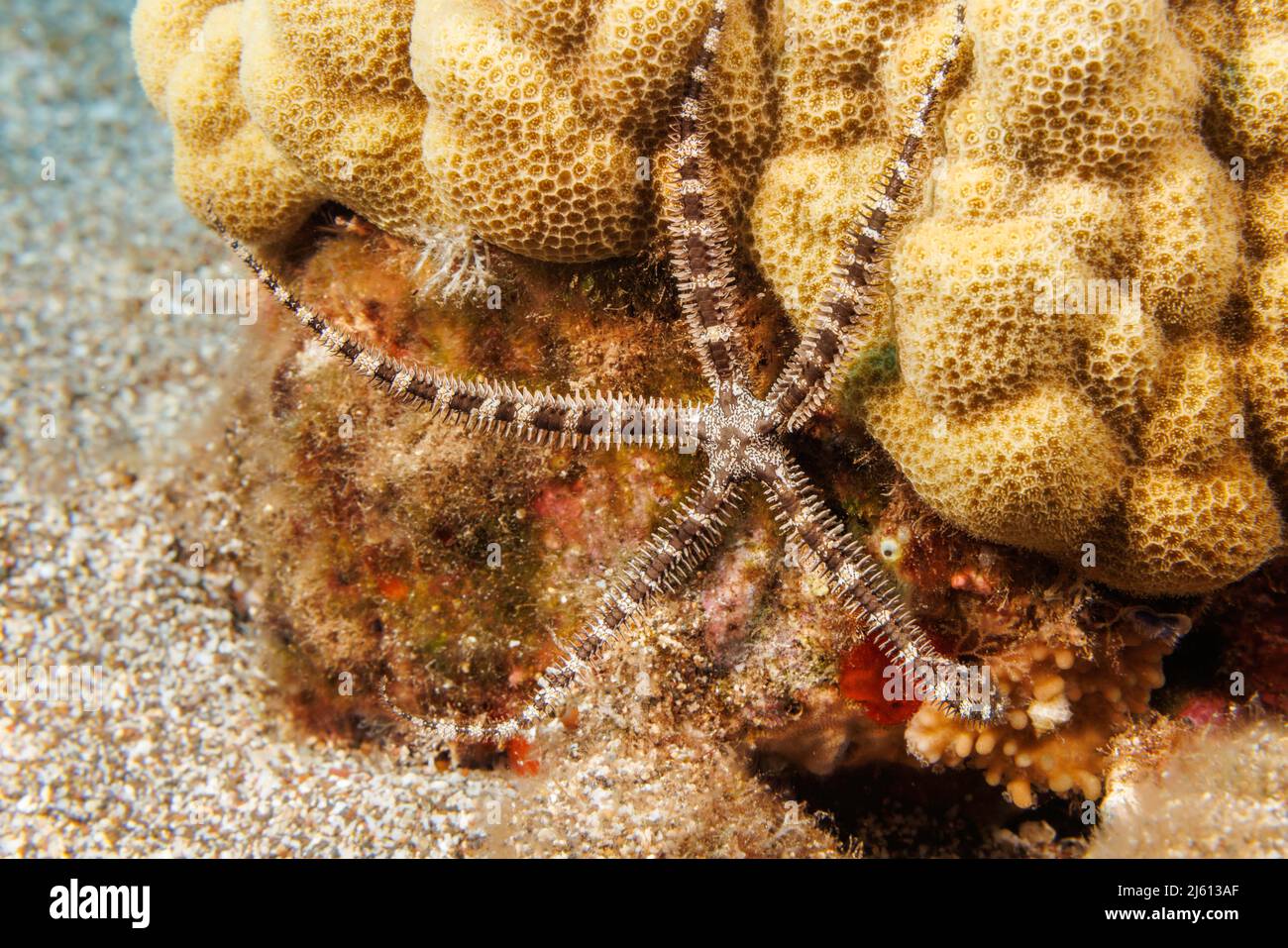 The toothed brittle star, Ophiocoma dentata, feeds primarily at night ...