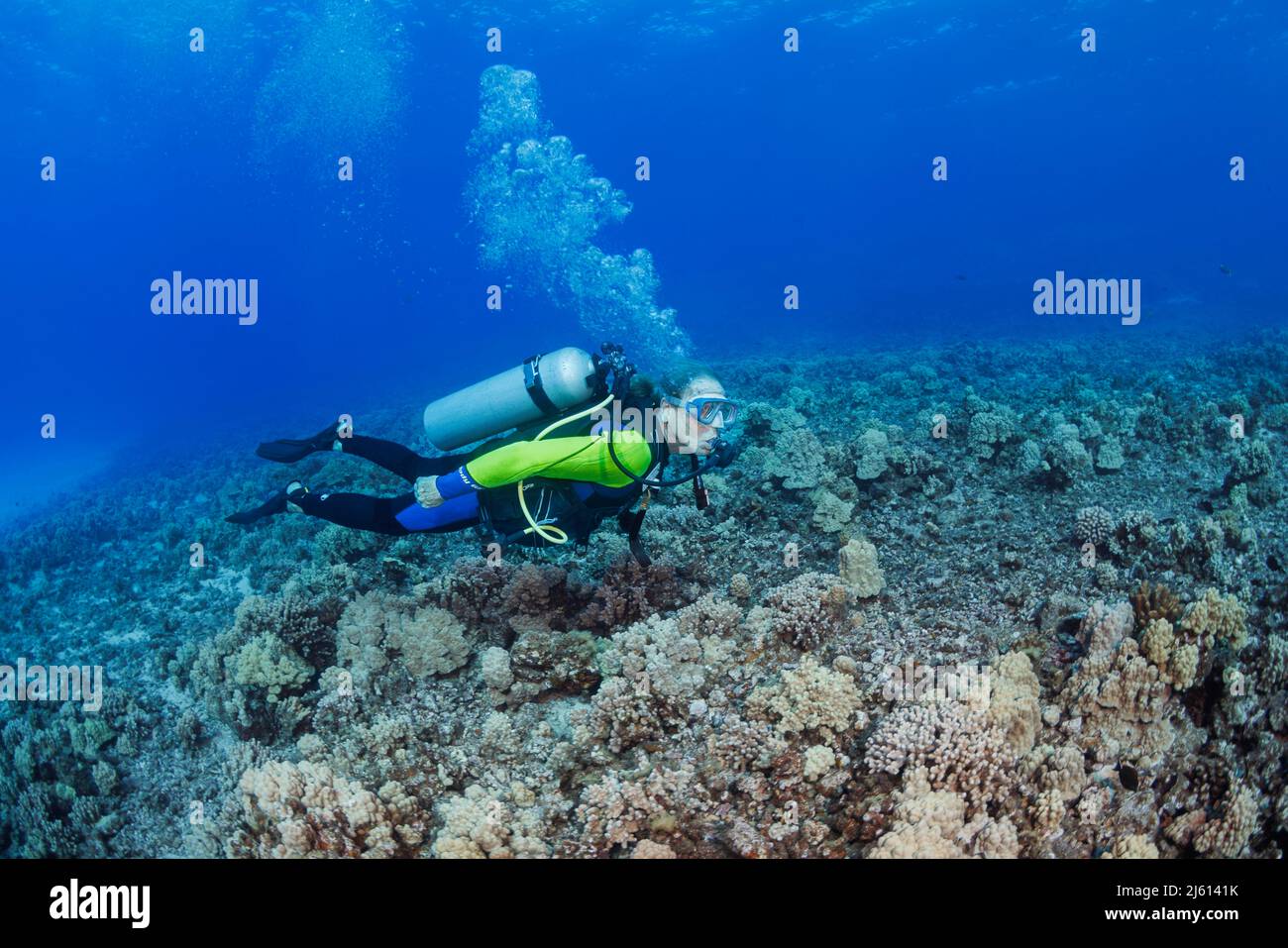 Famous Hawaii marine artist Robert Lyn Nelson (MR) pictured swimming ...