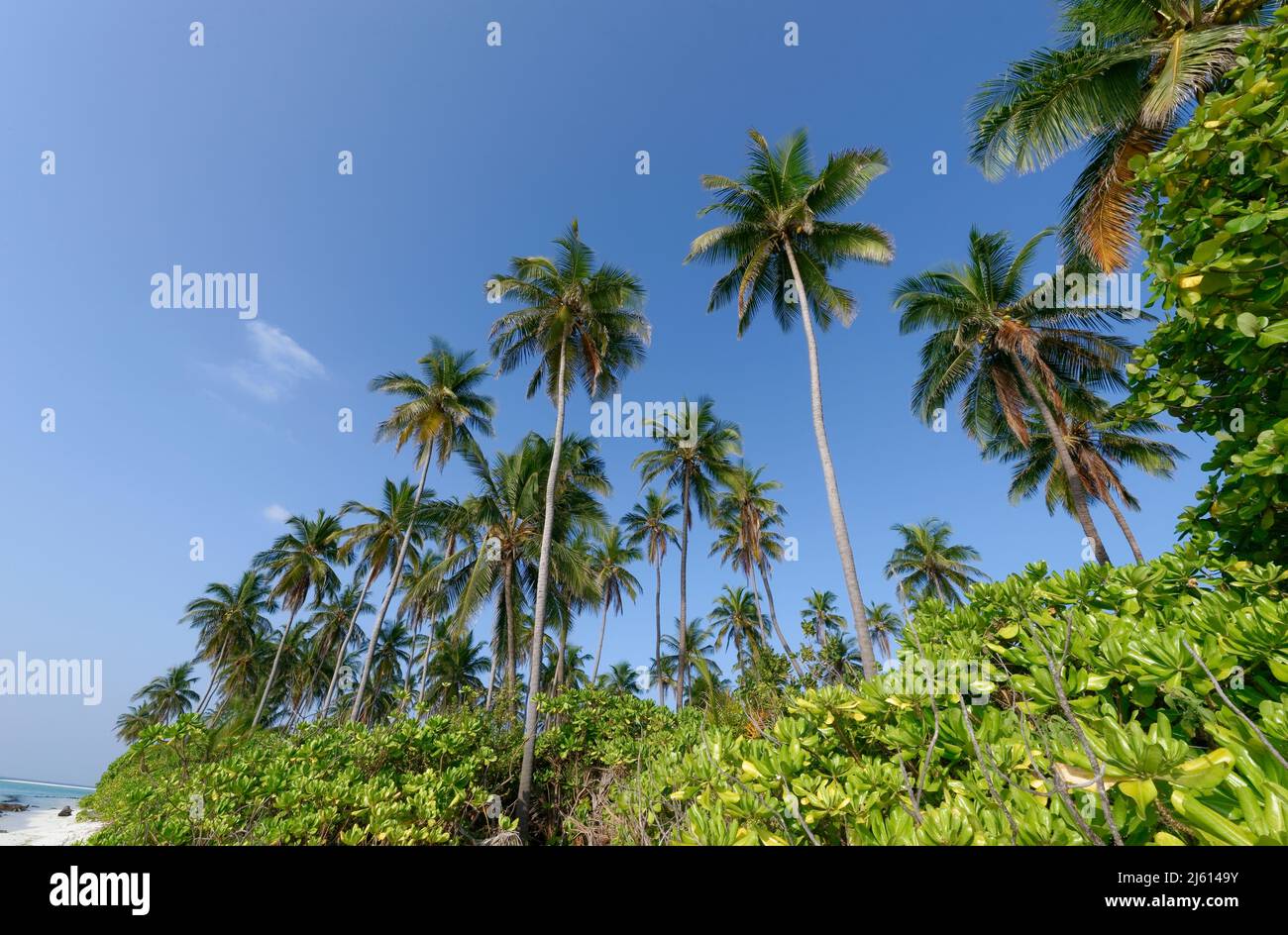 Bangaram island, Lakshadweep, India. Natural beauty of the island with ...