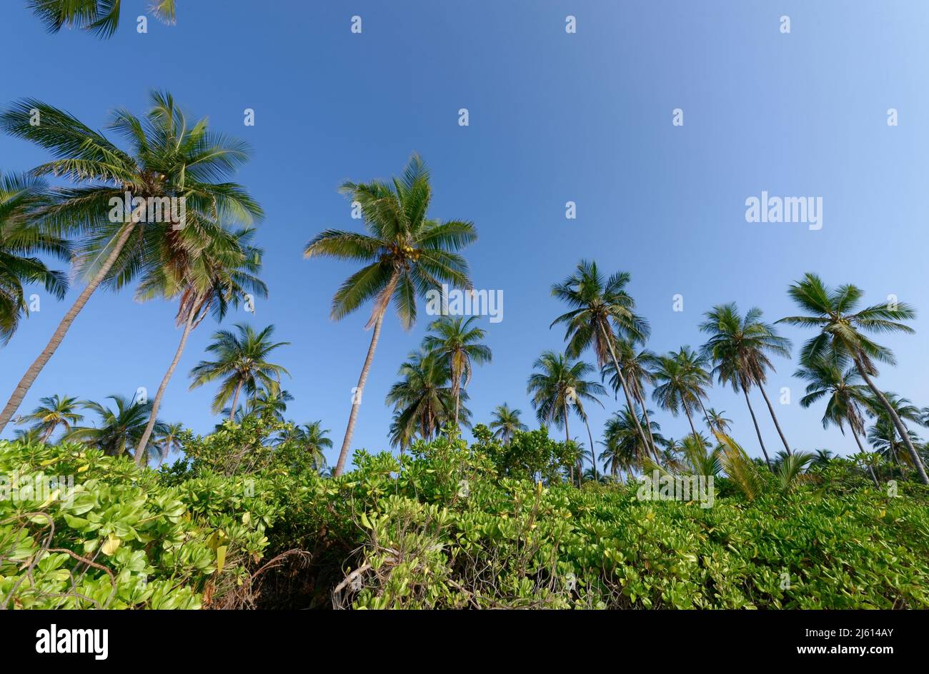 Bangaram island, Lakshadweep, India. Natural beauty of the island with ...