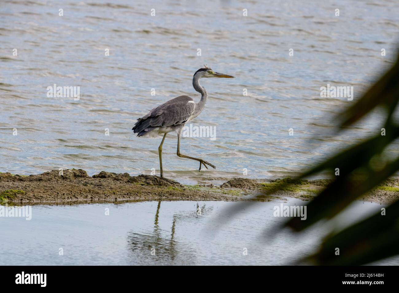 beautiful shots of wetland birds in natural habitat standing in water ...