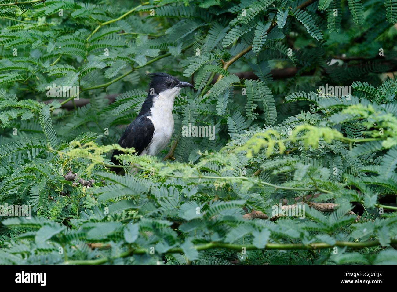 Pied Crested Cuckoo (Clamator jacobinus) resting in the green tree ...