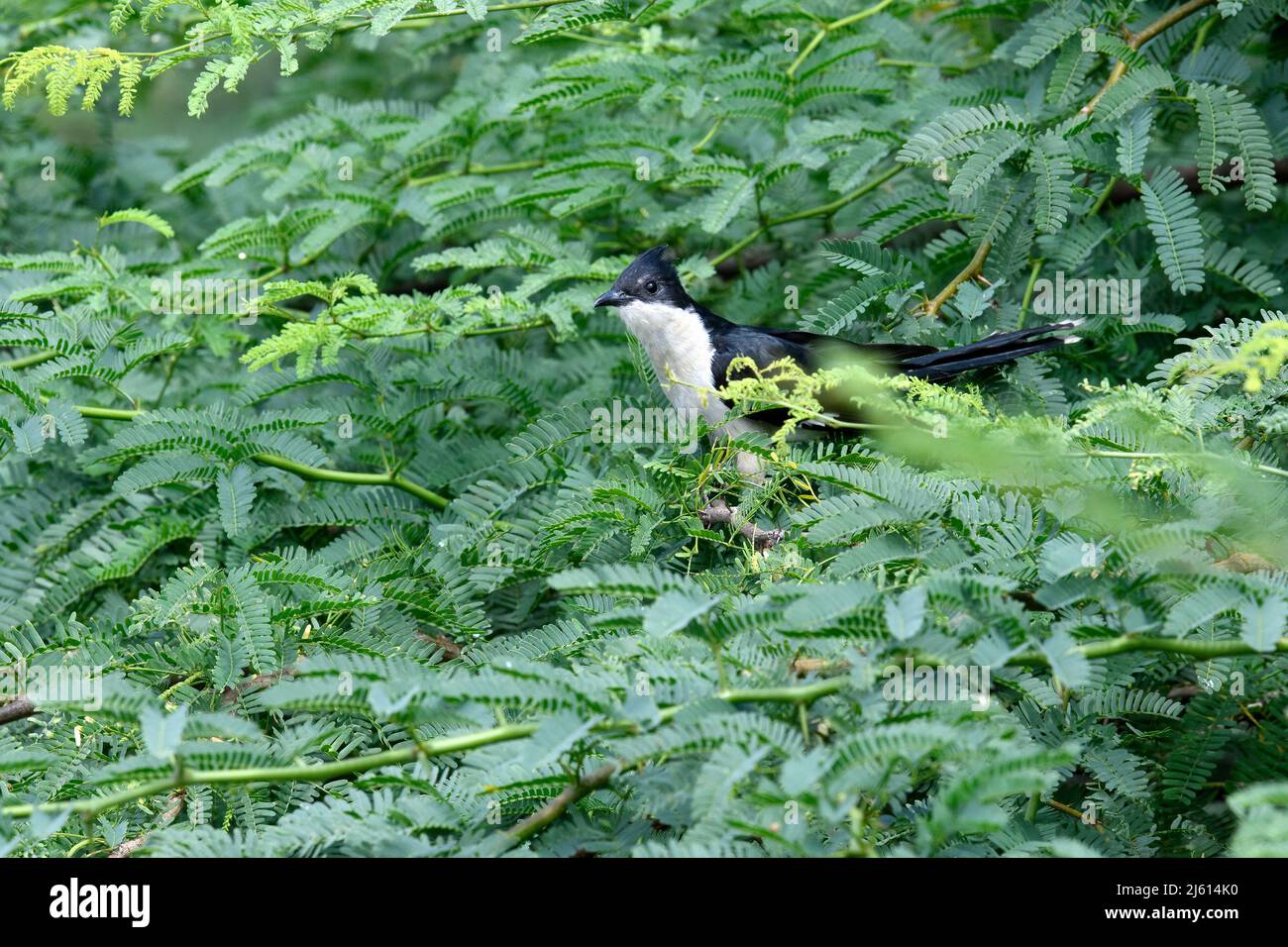 Pied Crested Cuckoo (Clamator jacobinus) resting in the green tree ...