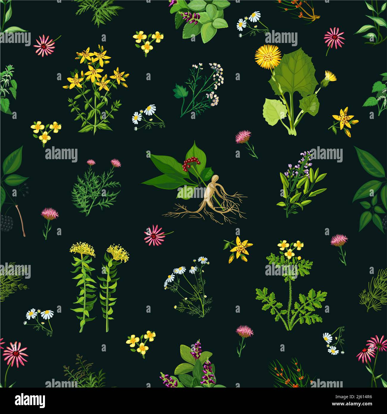 Ephedra flower hi-res stock photography and images - Alamy