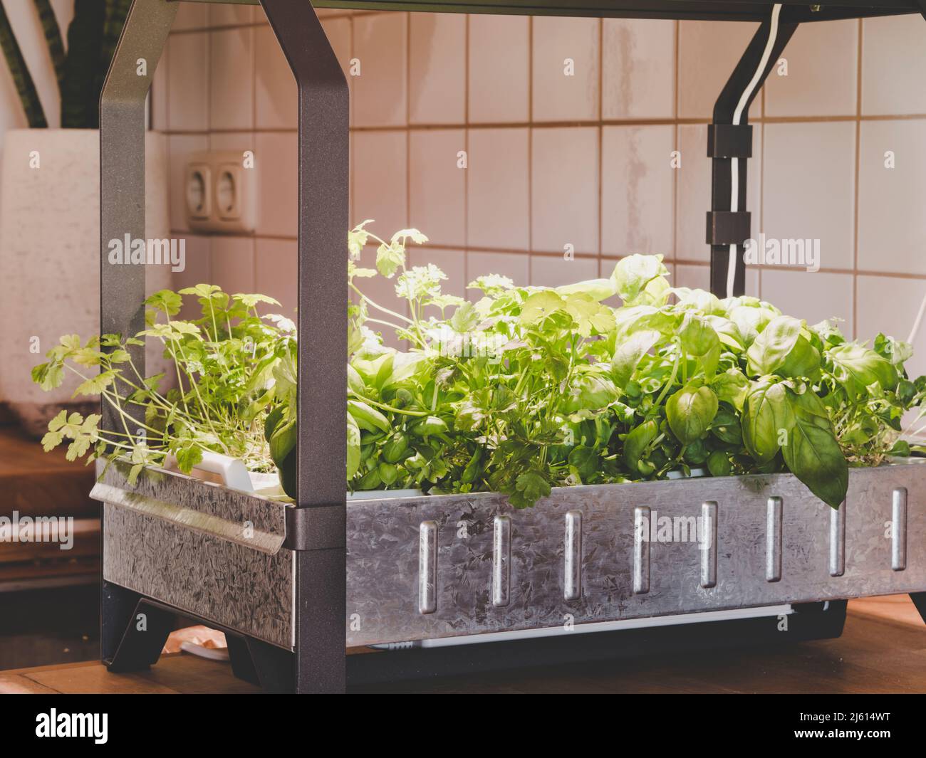 how to start growing with hydroponics using indoor grow kit or indoor ...