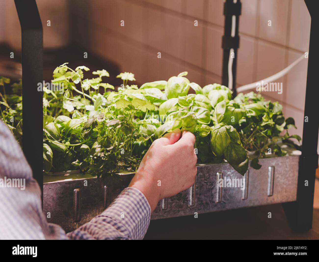 how to grow and harvest herbs and vegetables indoors using indoor grow ...