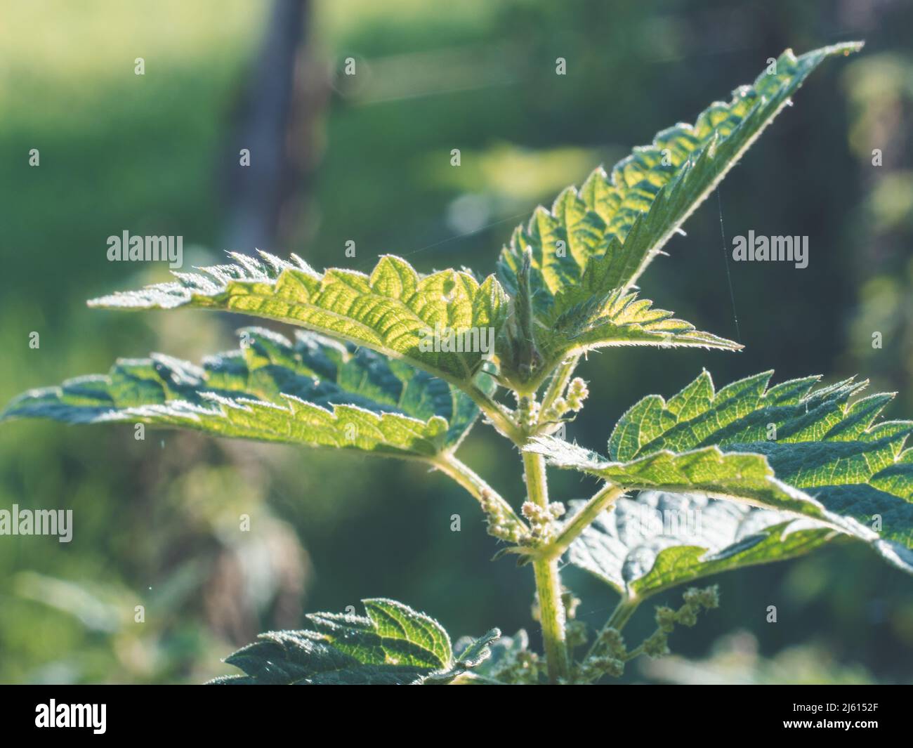 Weeds garden spray hi-res stock photography and images - Alamy