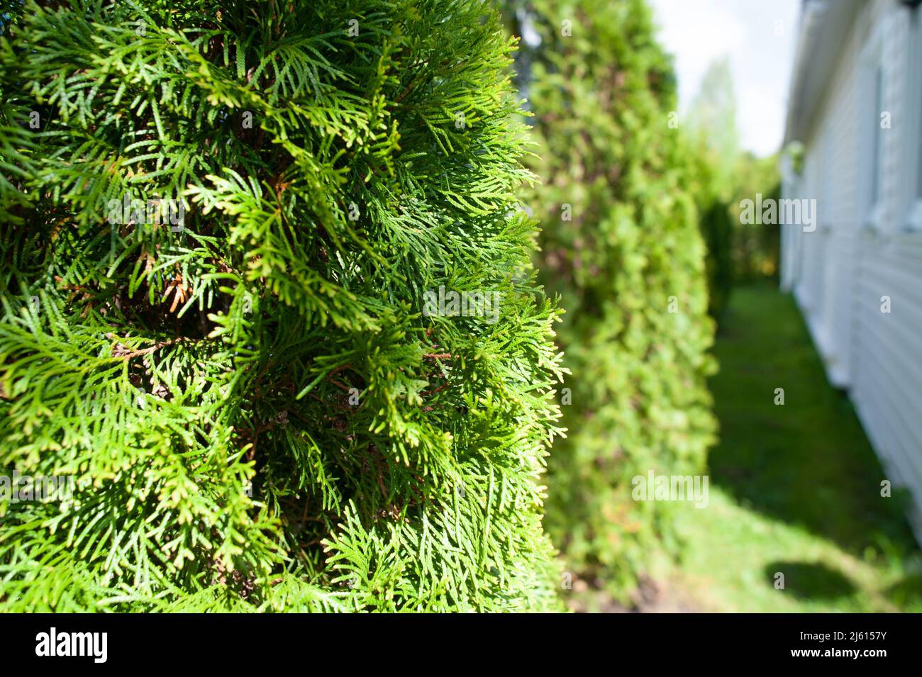 Pine trees planted in a row hi-res stock photography and images - Alamy