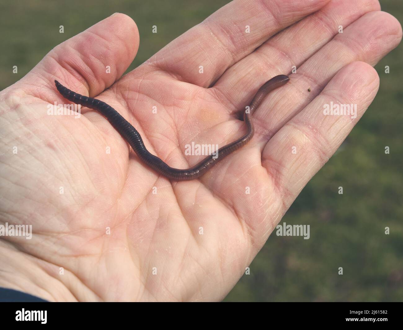 image shows a gardeners hand hodling a typical earthworm in front of ...