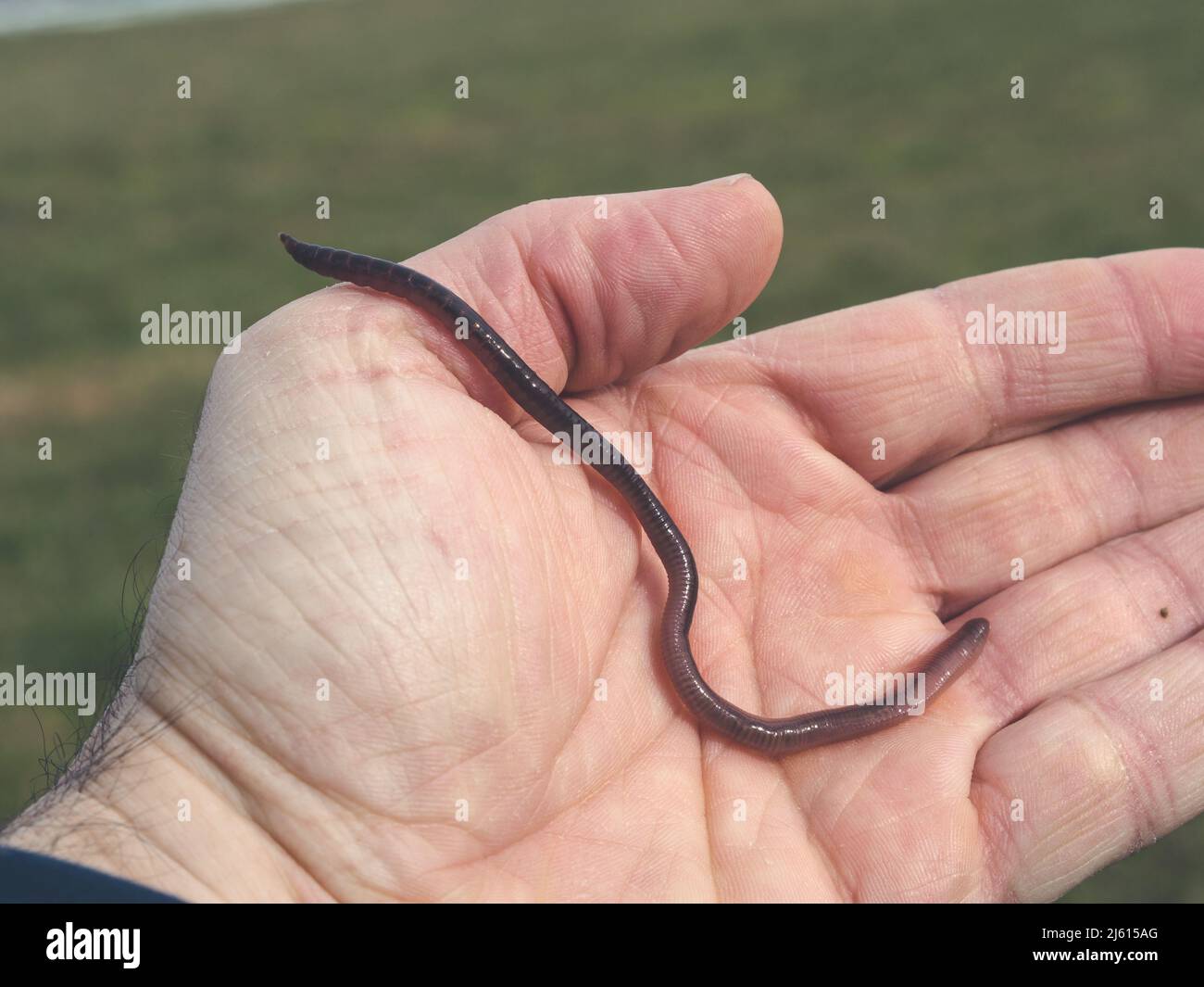Gardener holding worms hi-res stock photography and images - Alamy