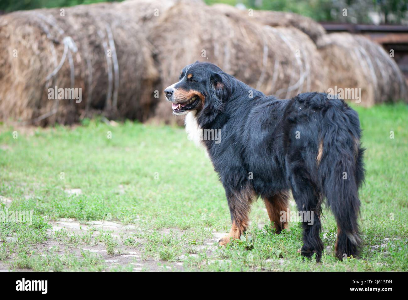 Australian collie isolated hi-res stock photography and images - Alamy