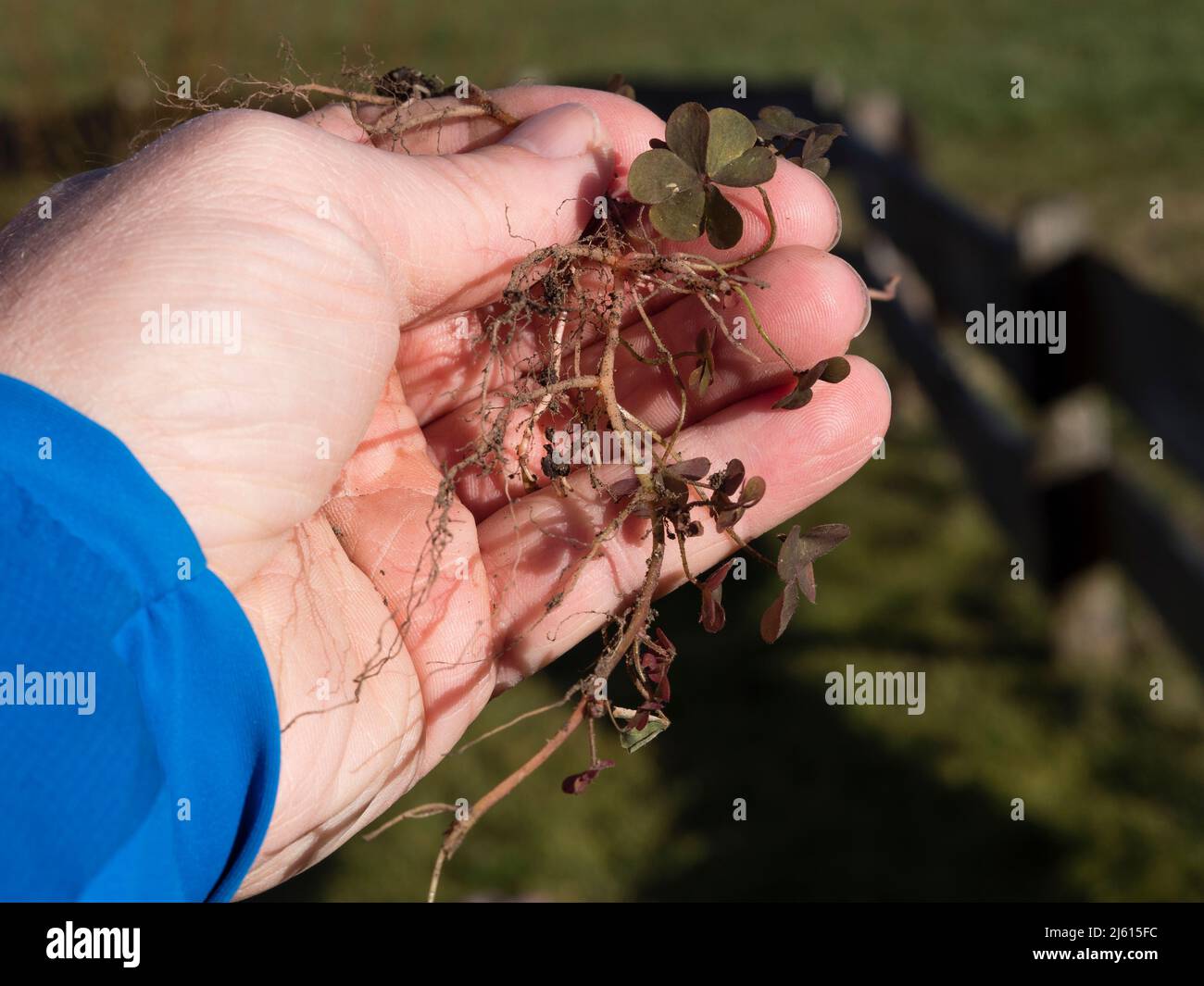 image shows a gardeners hand holding lawn weed with rhizome and leaf ...