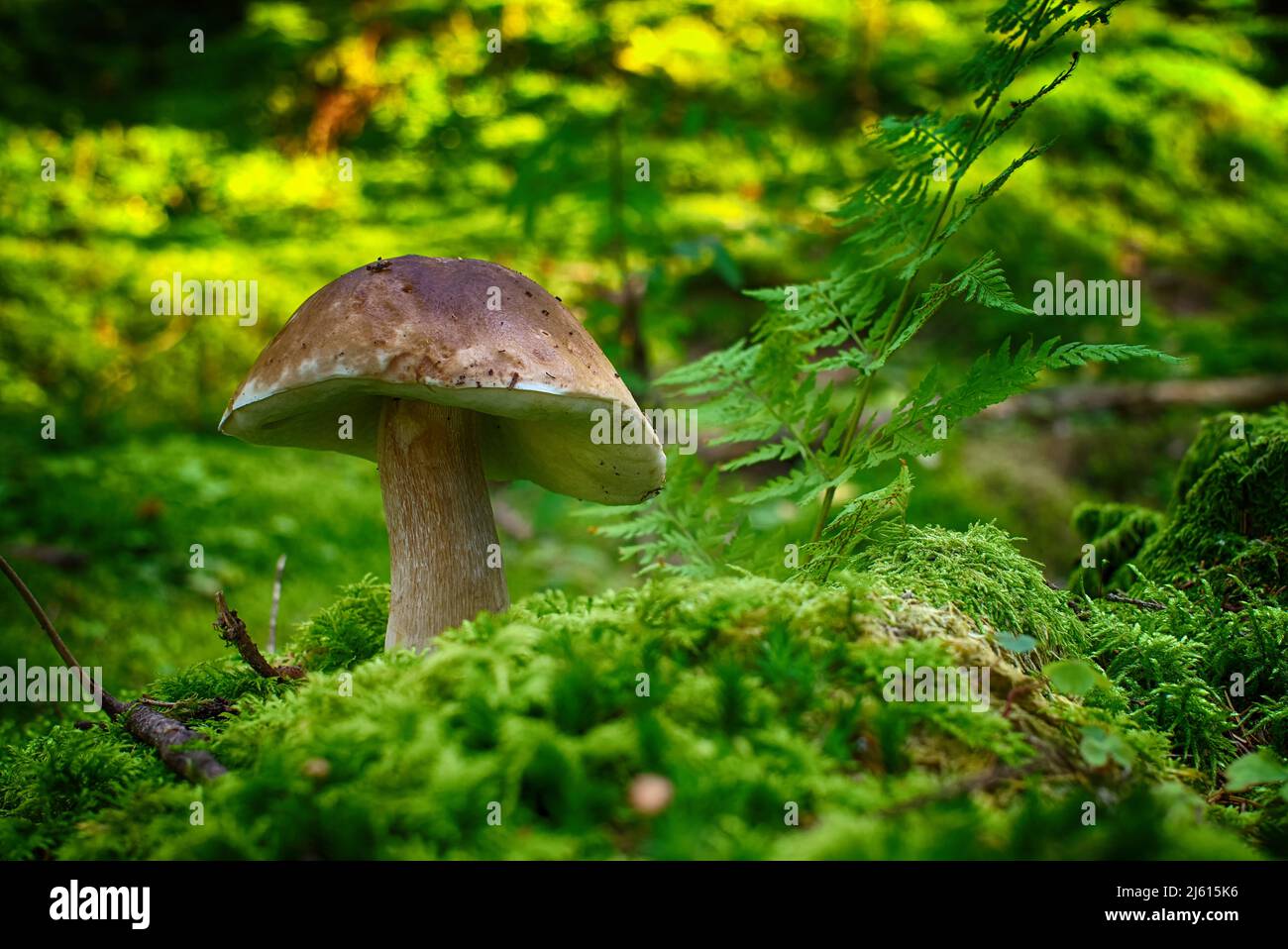 Wild Cep or Boletus Mushroom growing on lush green moss in a forest ...