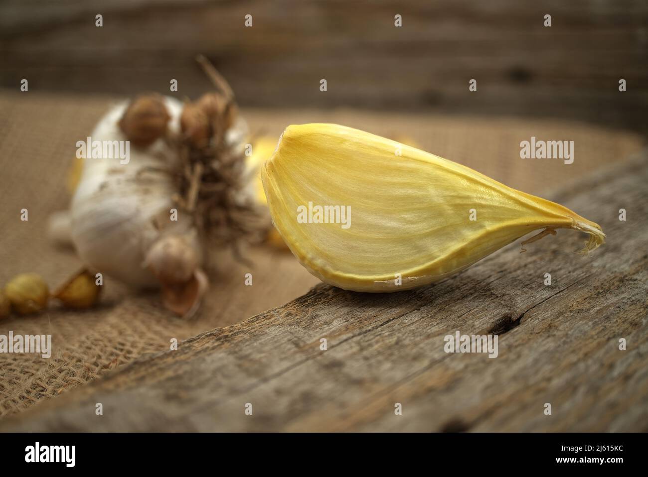Elephant garlic (Allium ampeloprasum) bulb with corms and separated ...