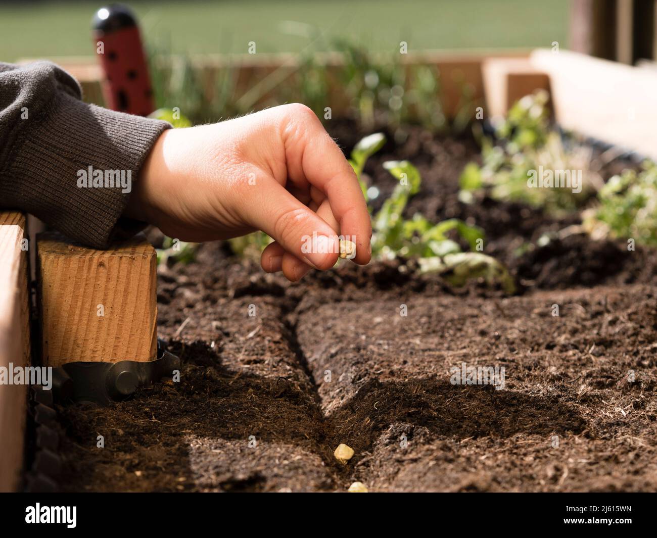agriculture hand or farmers hand planting seeds for organic farming ...