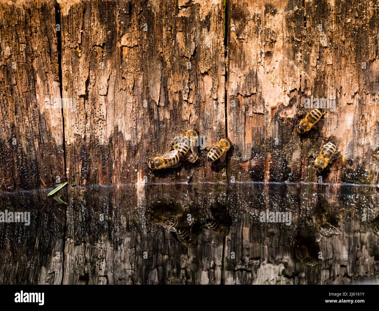 honey bee, hive bee (Apis mellifera mellifera), Bee drinking water on a ...