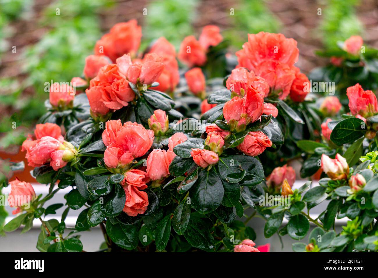 Coral azalea bush in a flower pot in a greenhouse Stock Photo - Alamy