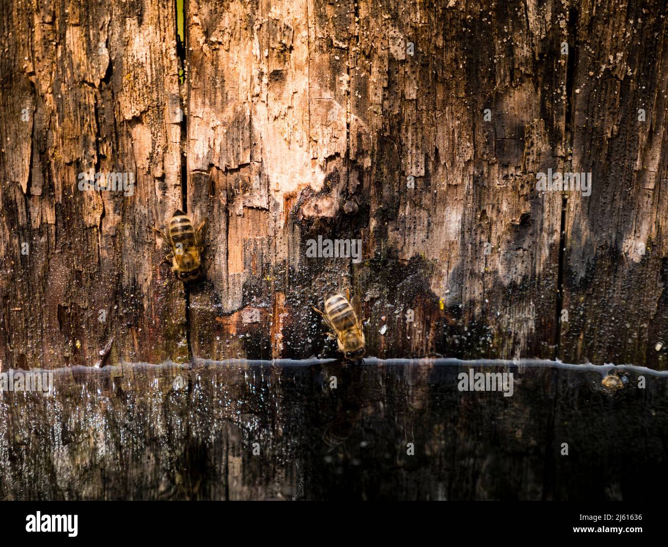 honey bee or pollinator, hive bee (Apis mellifera), bee drinking water ...