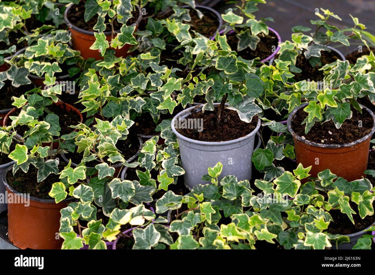Ornamental ivy seedlings on the shelves in the greenhouse Stock Photo ...