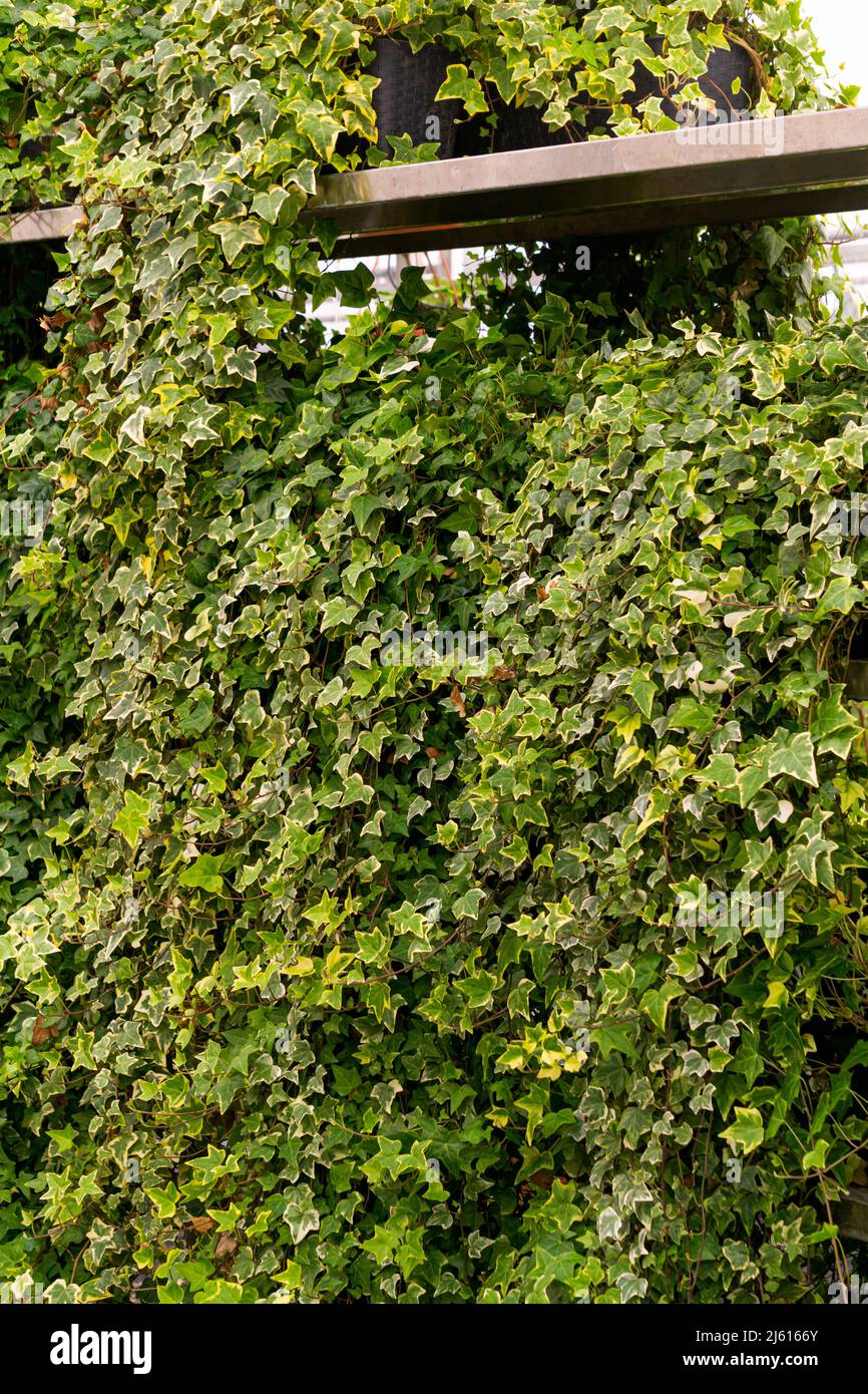Green wall of evergreen ivy in flower pots Stock Photo - Alamy