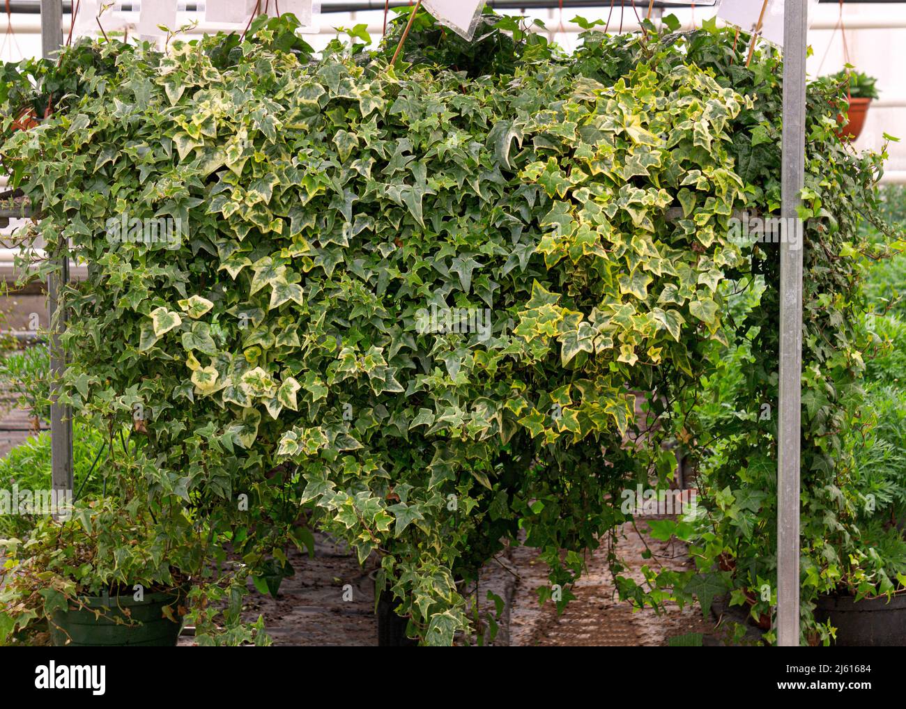 Green wall of evergreen ivy in flower pots Stock Photo - Alamy