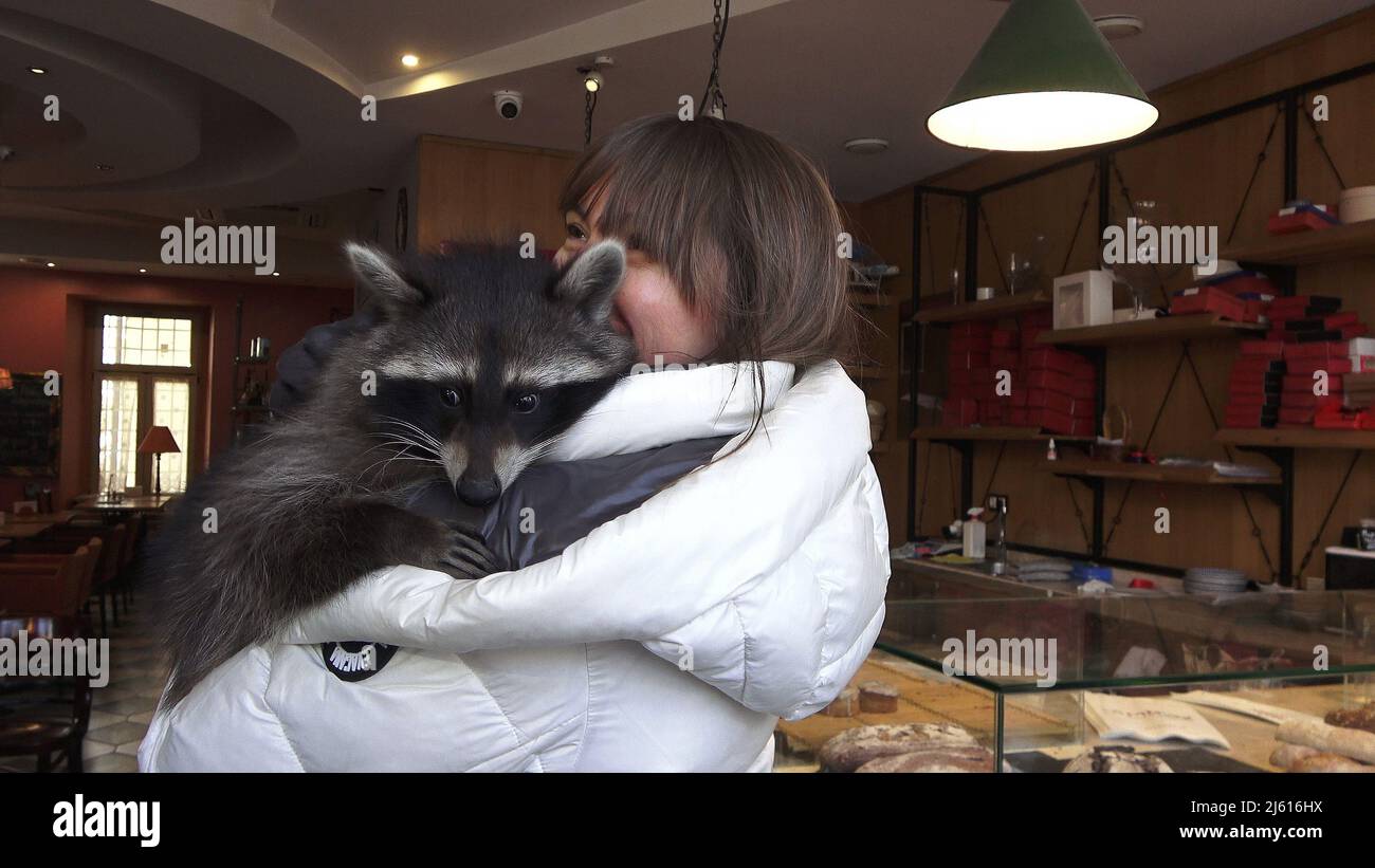 KYIV, UKRAINE 11 March. A Ukrainian woman carries a raccoon in La ...