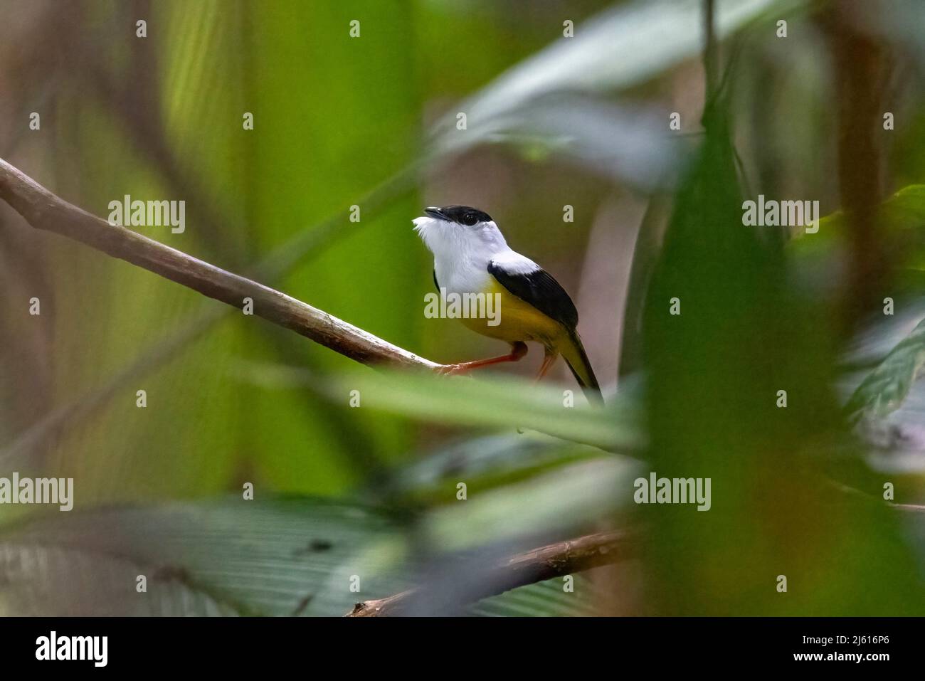 White-collared manakin (Manacus candei) male - La Laguna del Lagarto ...