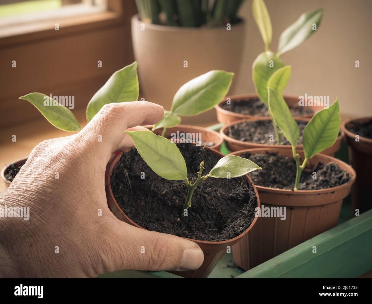 lemon cuttings in pot on windowsill - hand holding fresh cutted and ...