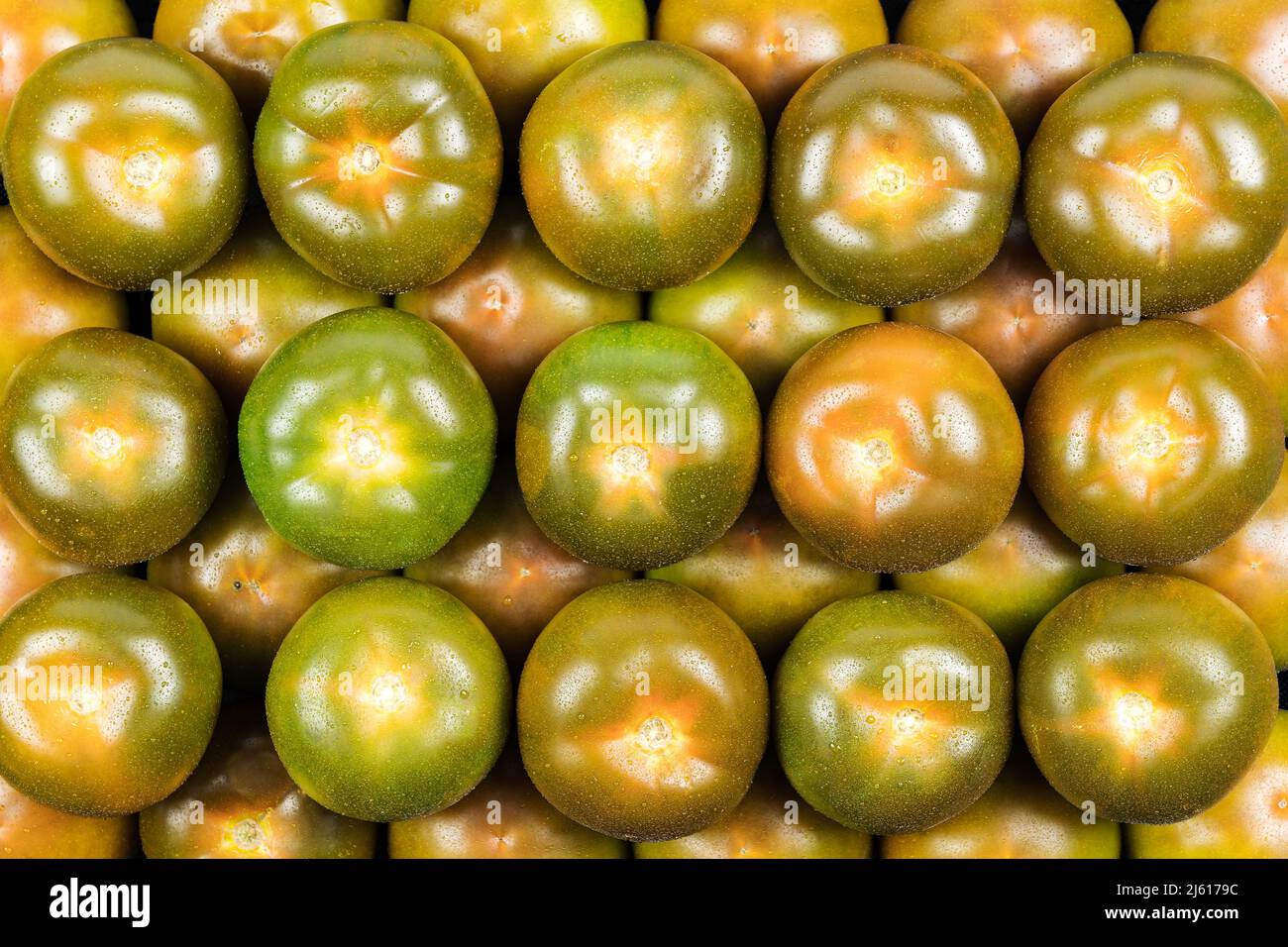 Top view of many green tomatoes of the kumato variety, with drops of ...