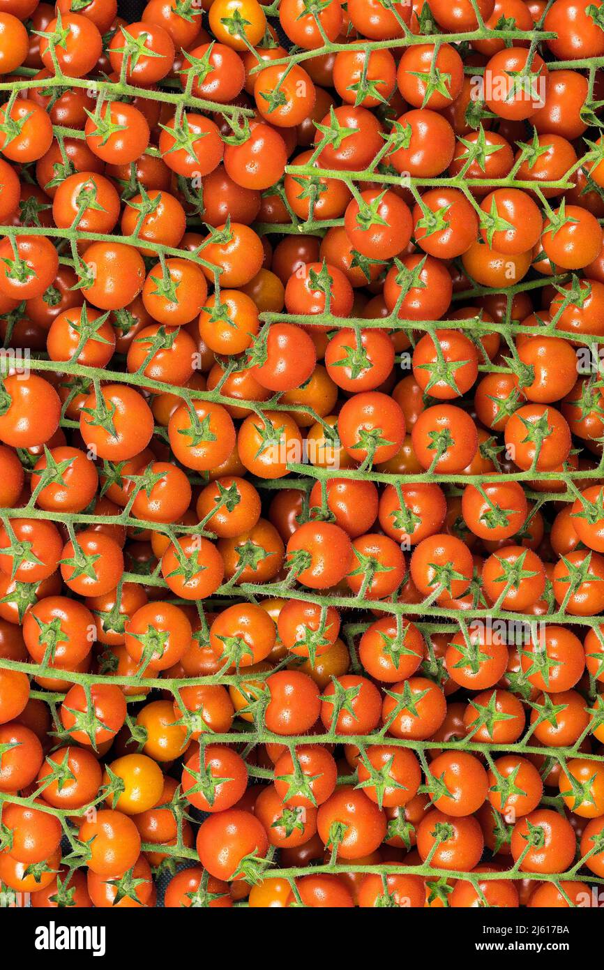 Top view of many green tomatoes of the cherry branch variety, red color ...