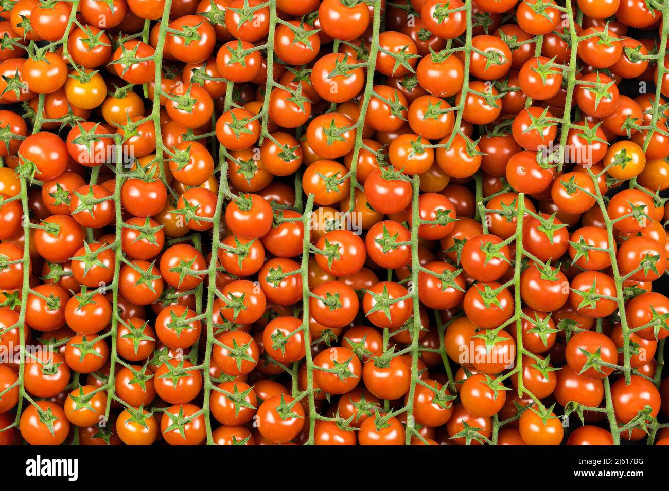 Top view of many green tomatoes of the cherry branch variety, red color ...