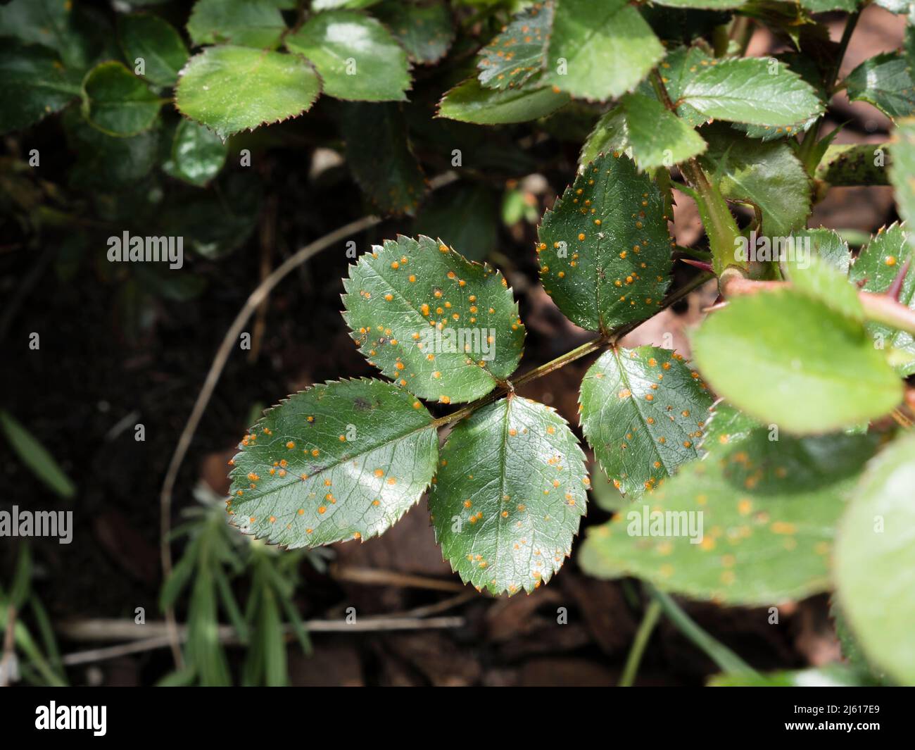 image shows topw view of rose plant in garden or garden center and ...