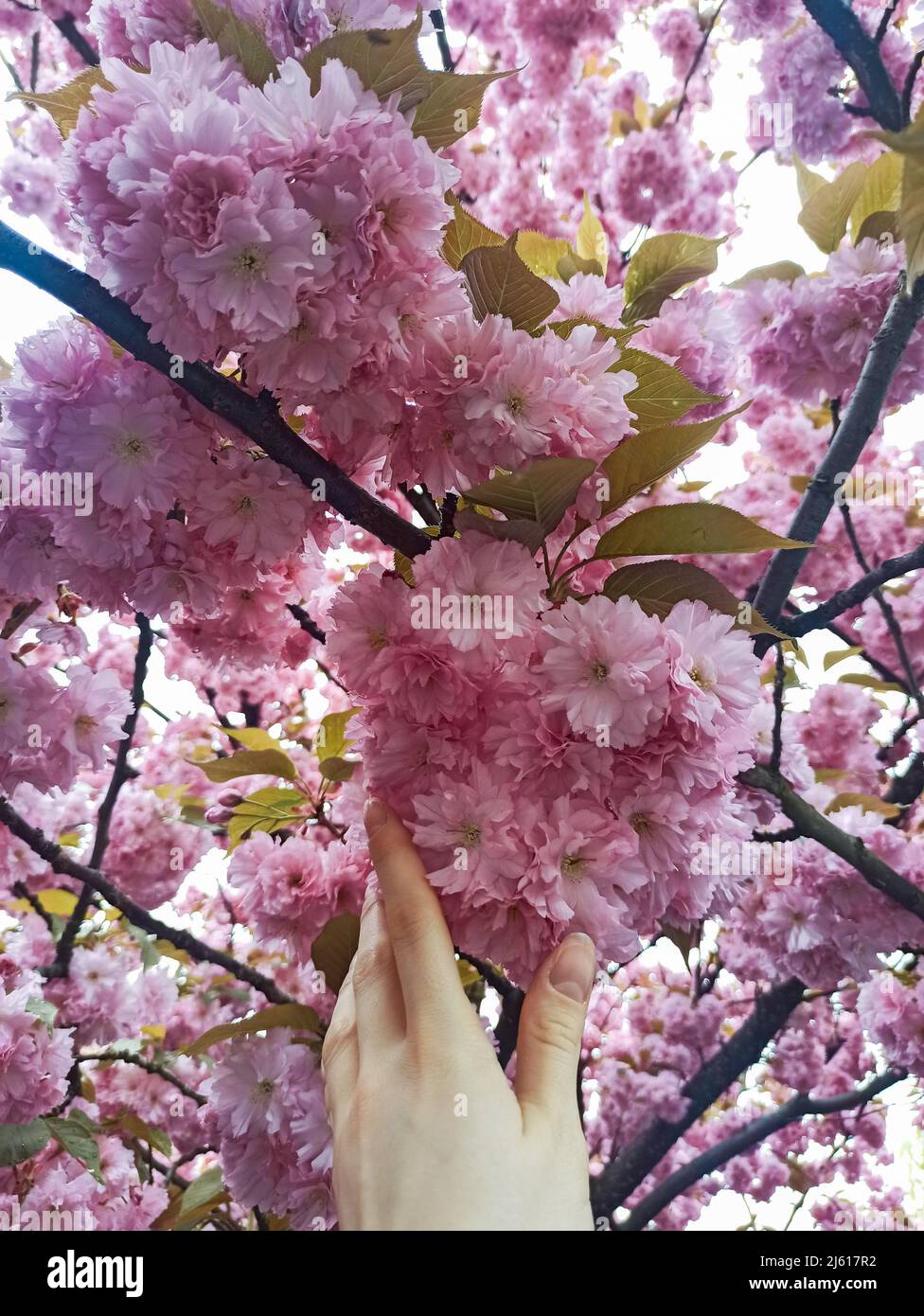 A person touches beautiful pink sakura blossom in springtime with a ...
