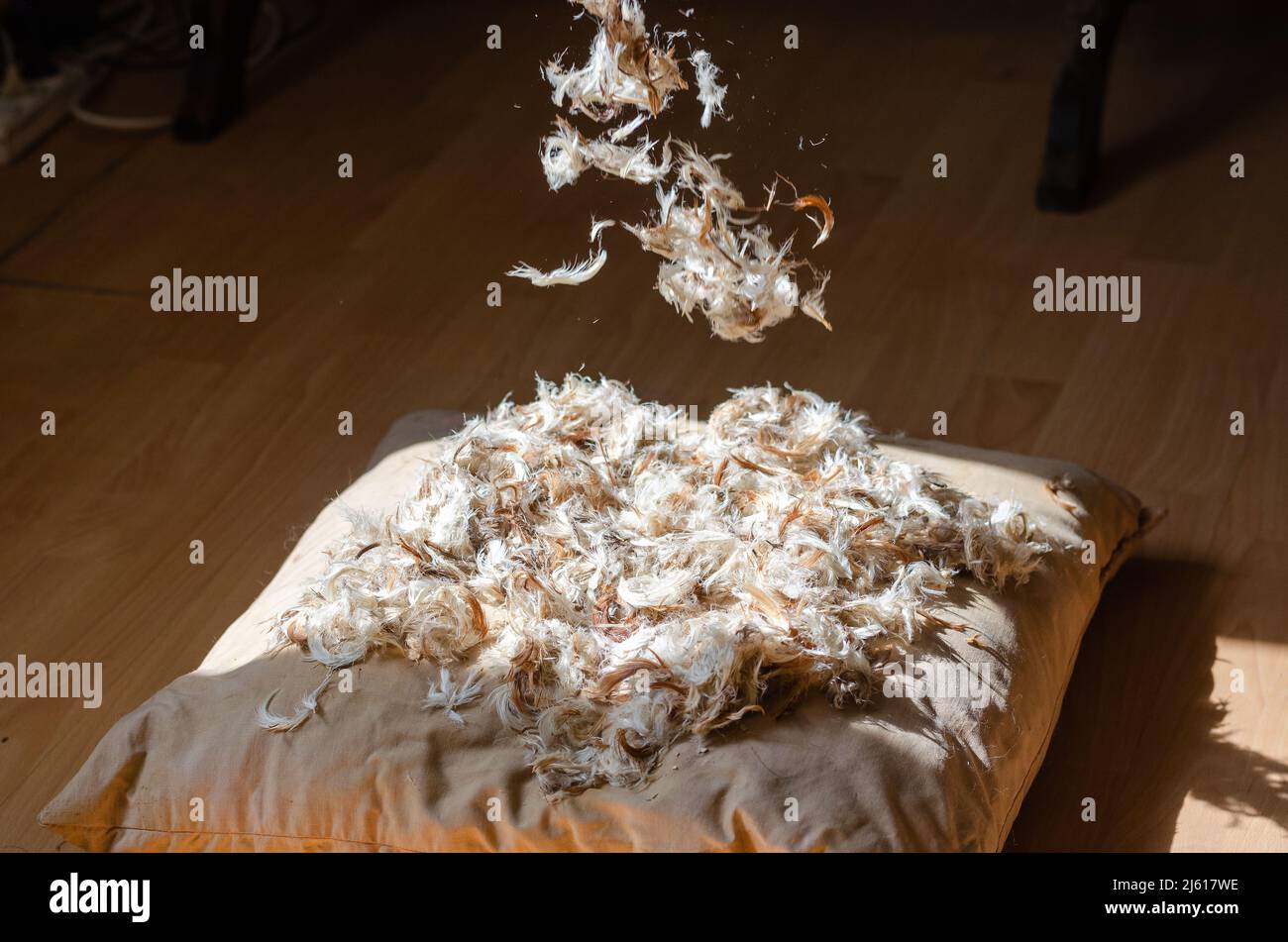 A Tattered Feather Pillow Lies On The Floor Of The Living Room Sunlight Through The Window