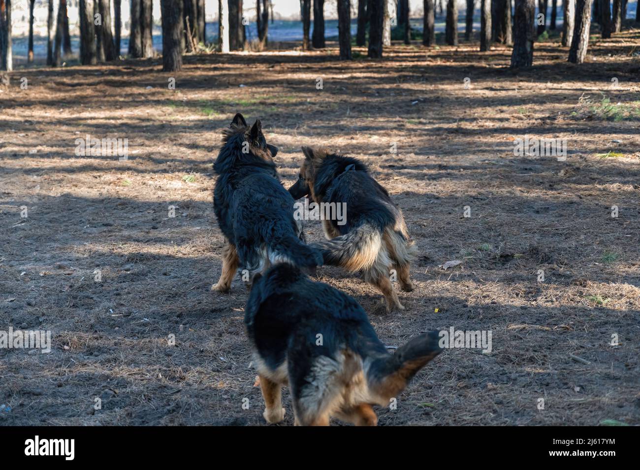 Three young dogs frolic in a pine forest. A males and a female German ...