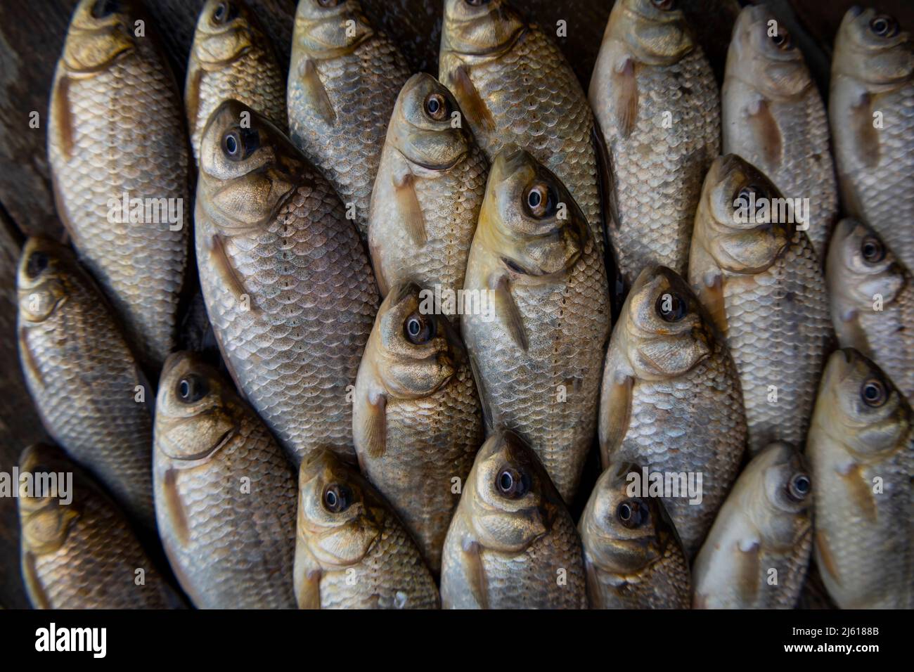 Crucian carp eyes hi-res stock photography and images - Alamy