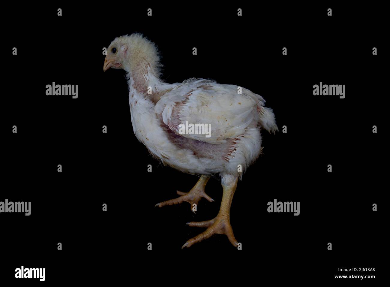 3 week old broiler chicken isolated on black Stock Photo - Alamy