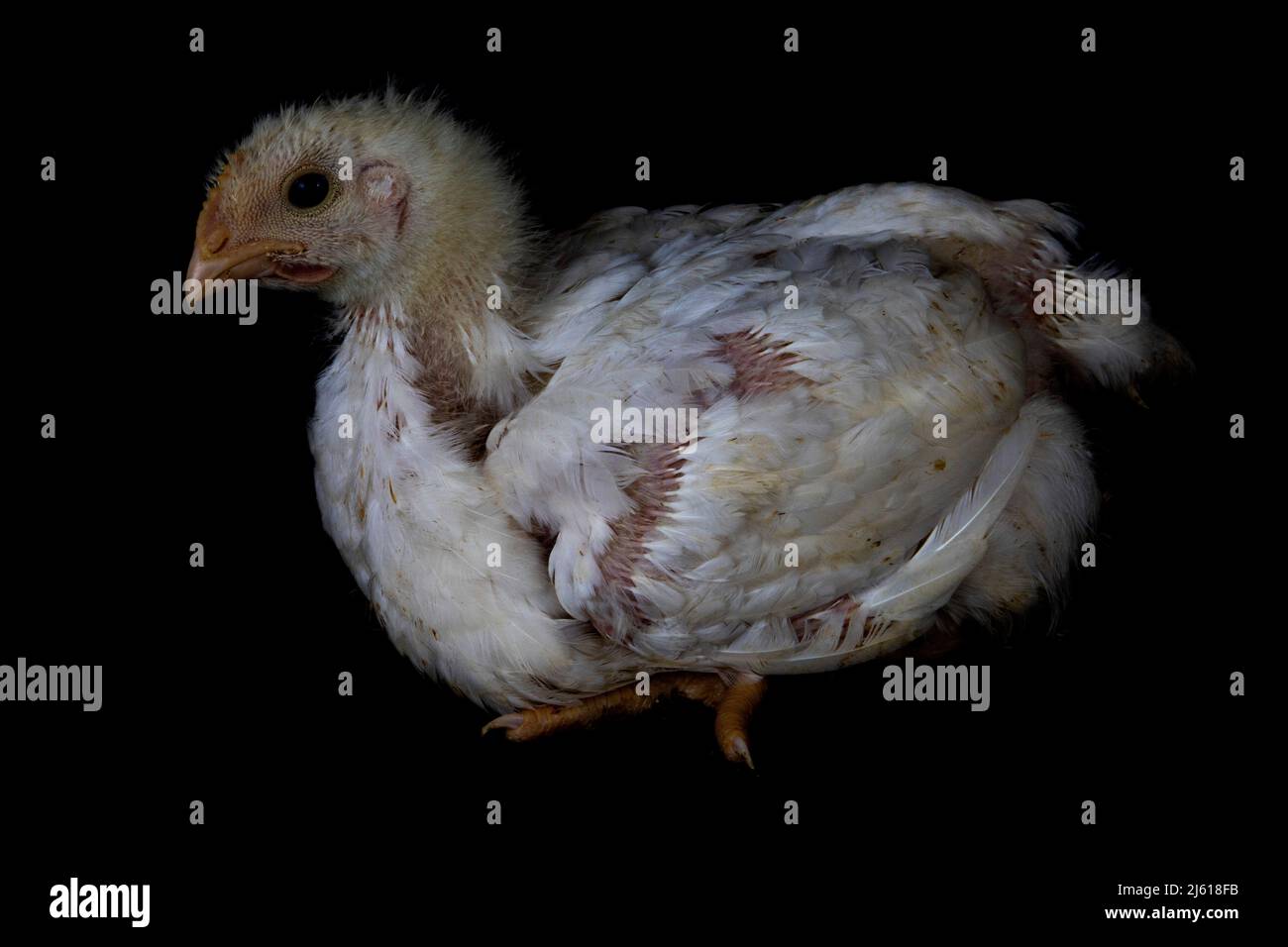 3 week old broiler chicken isolated on black Stock Photo - Alamy