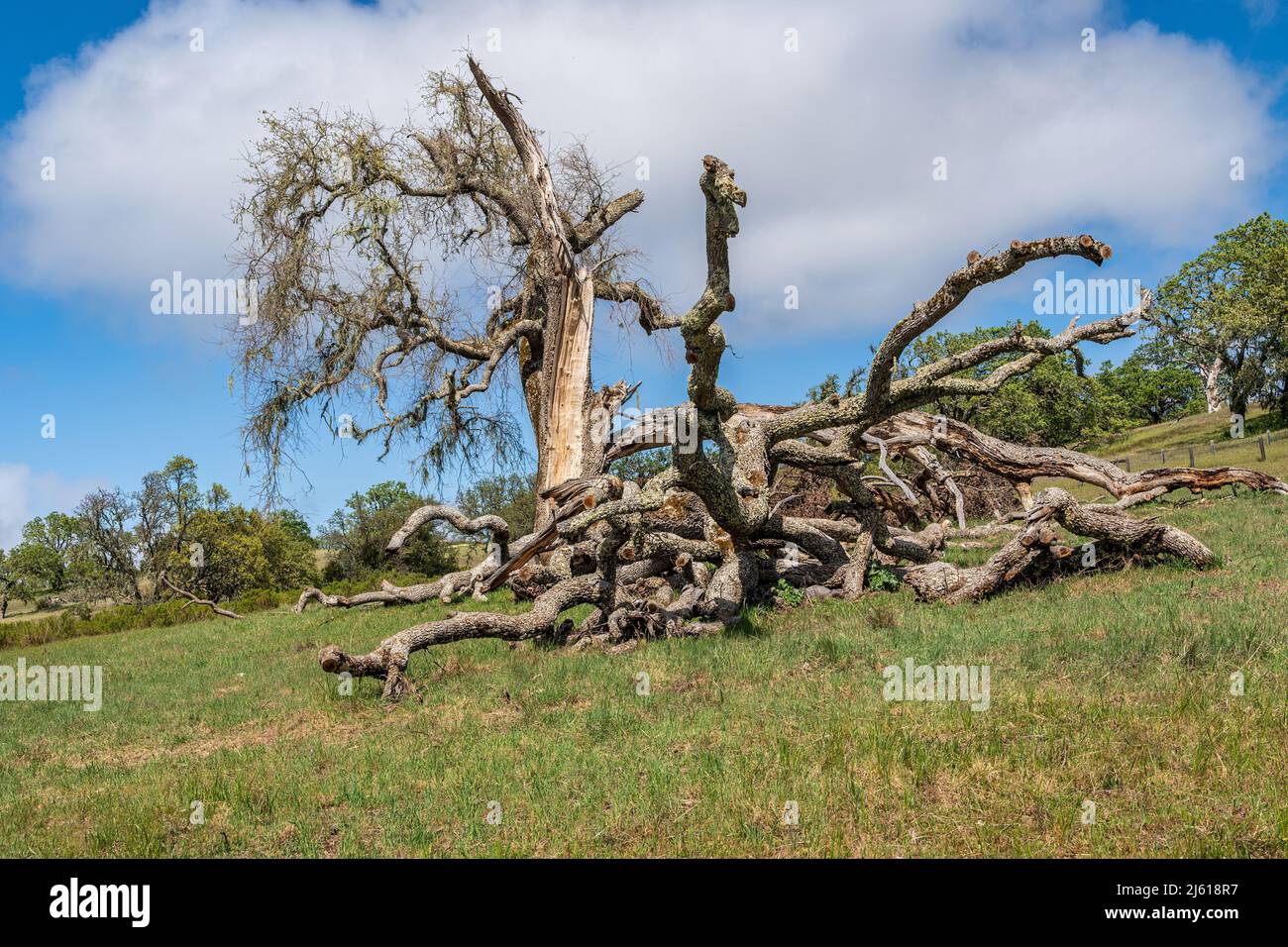 Oak Tree forest in Santa Lucia Preserve Carmel Valley California USA ...