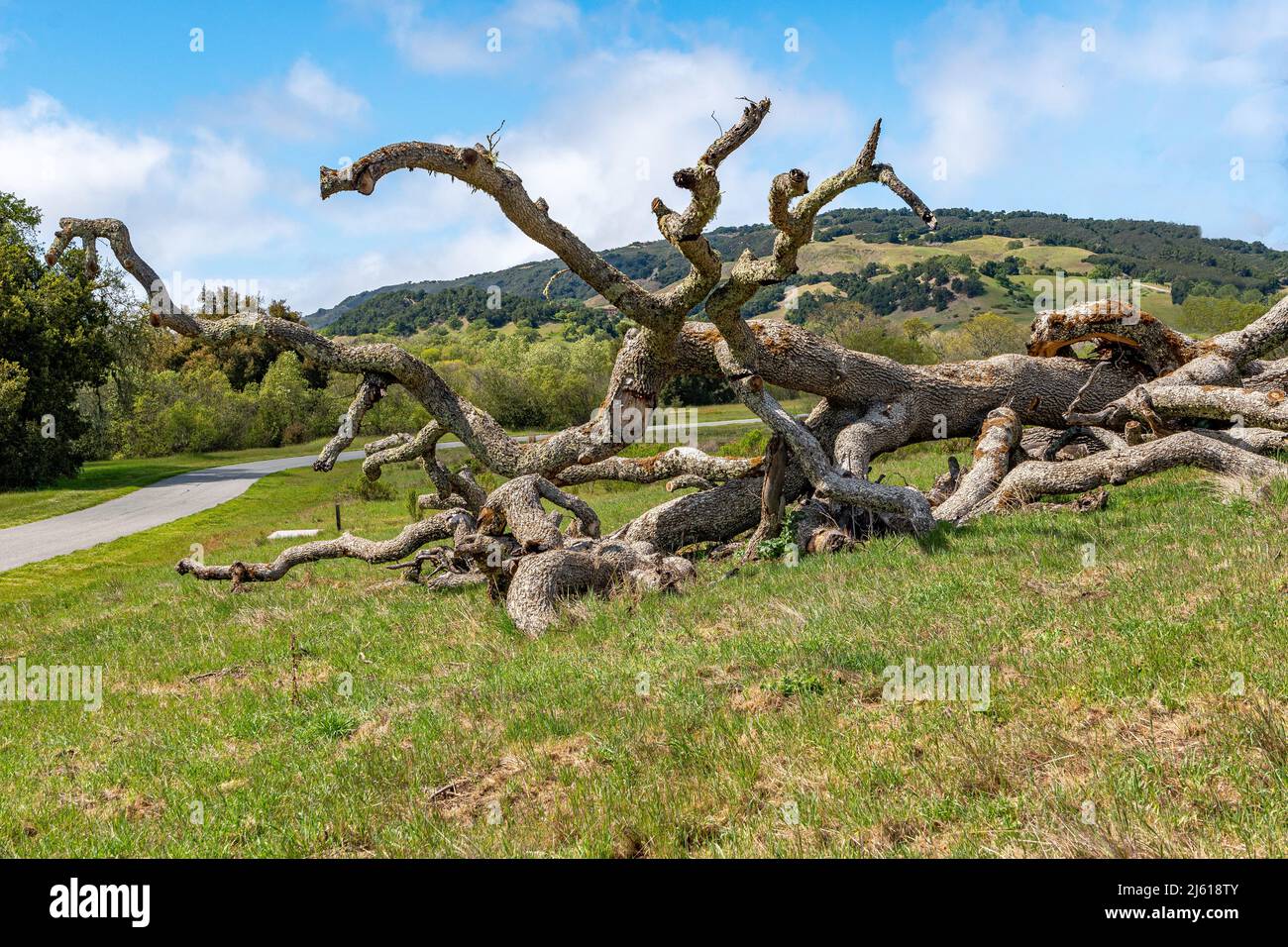 Oak Tree forest in Santa Lucia Preserve Carmel Valley California USA ...