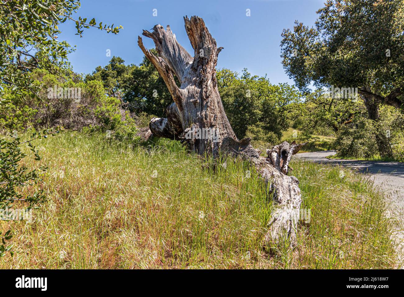 Oak Tree forest in Santa Lucia Preserve Carmel Valley California USA ...