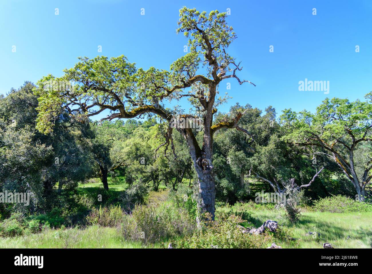 Oak Tree forest in Santa Lucia Preserve Carmel Valley California USA ...
