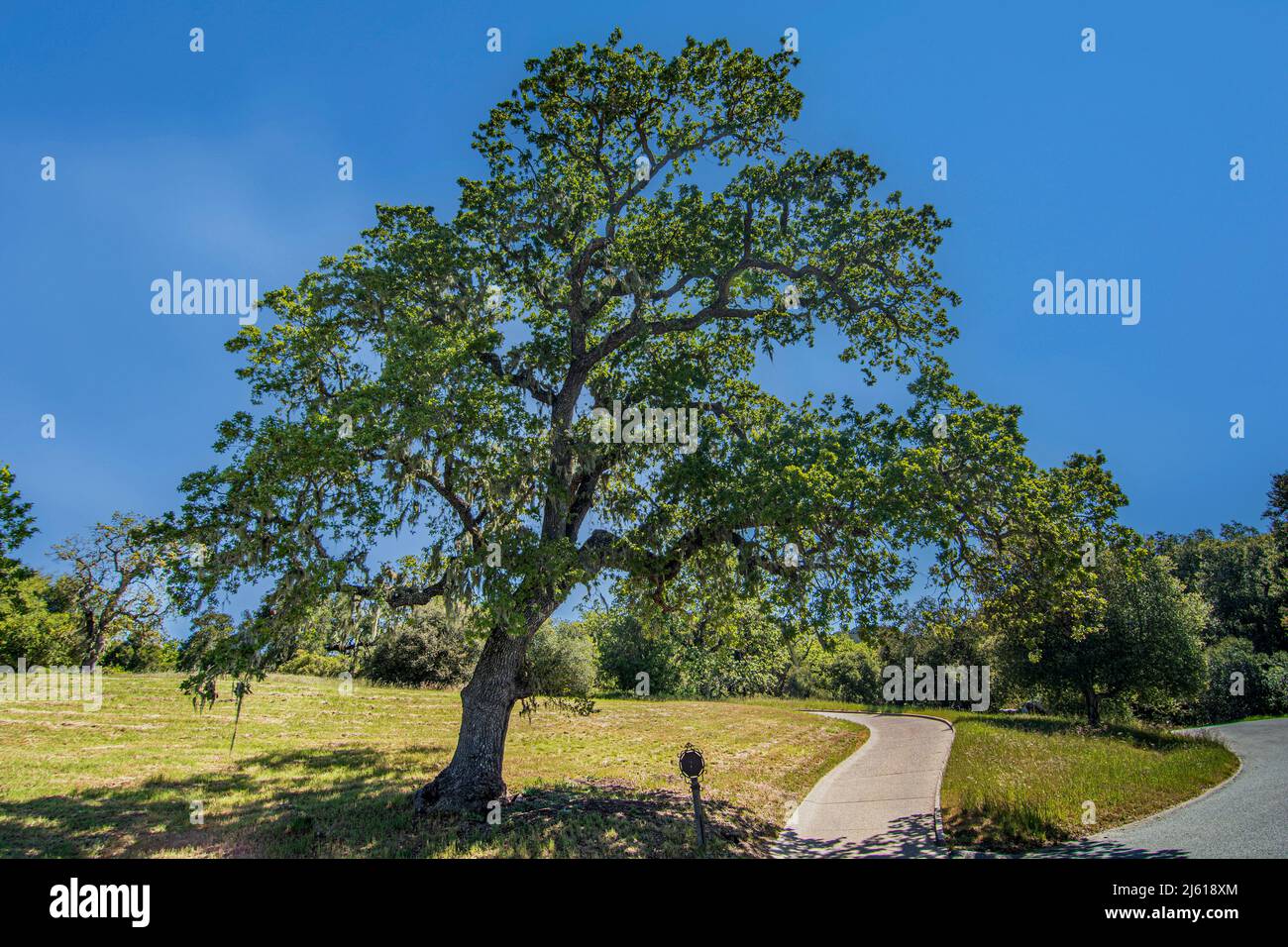 Oak Tree forest in Santa Lucia Preserve Carmel Valley California USA ...