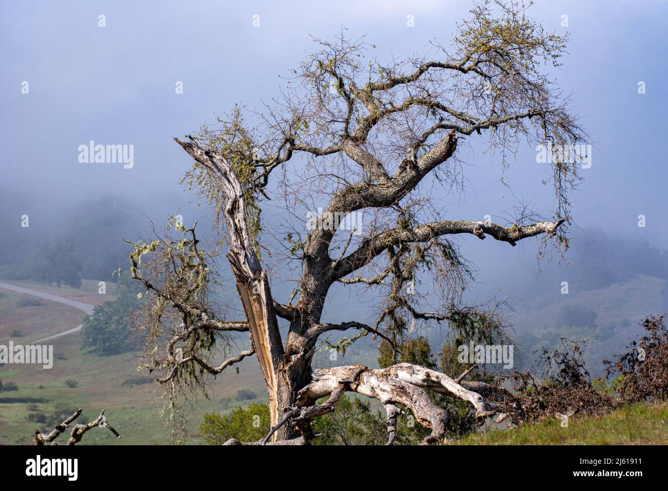Oak Tree forest in Santa Lucia Preserve Carmel Valley California USA ...
