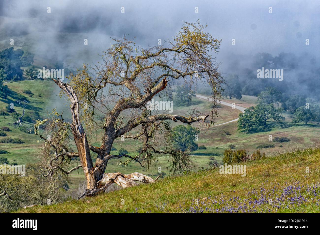 Oak Tree forest in Santa Lucia Preserve Carmel Valley California USA ...