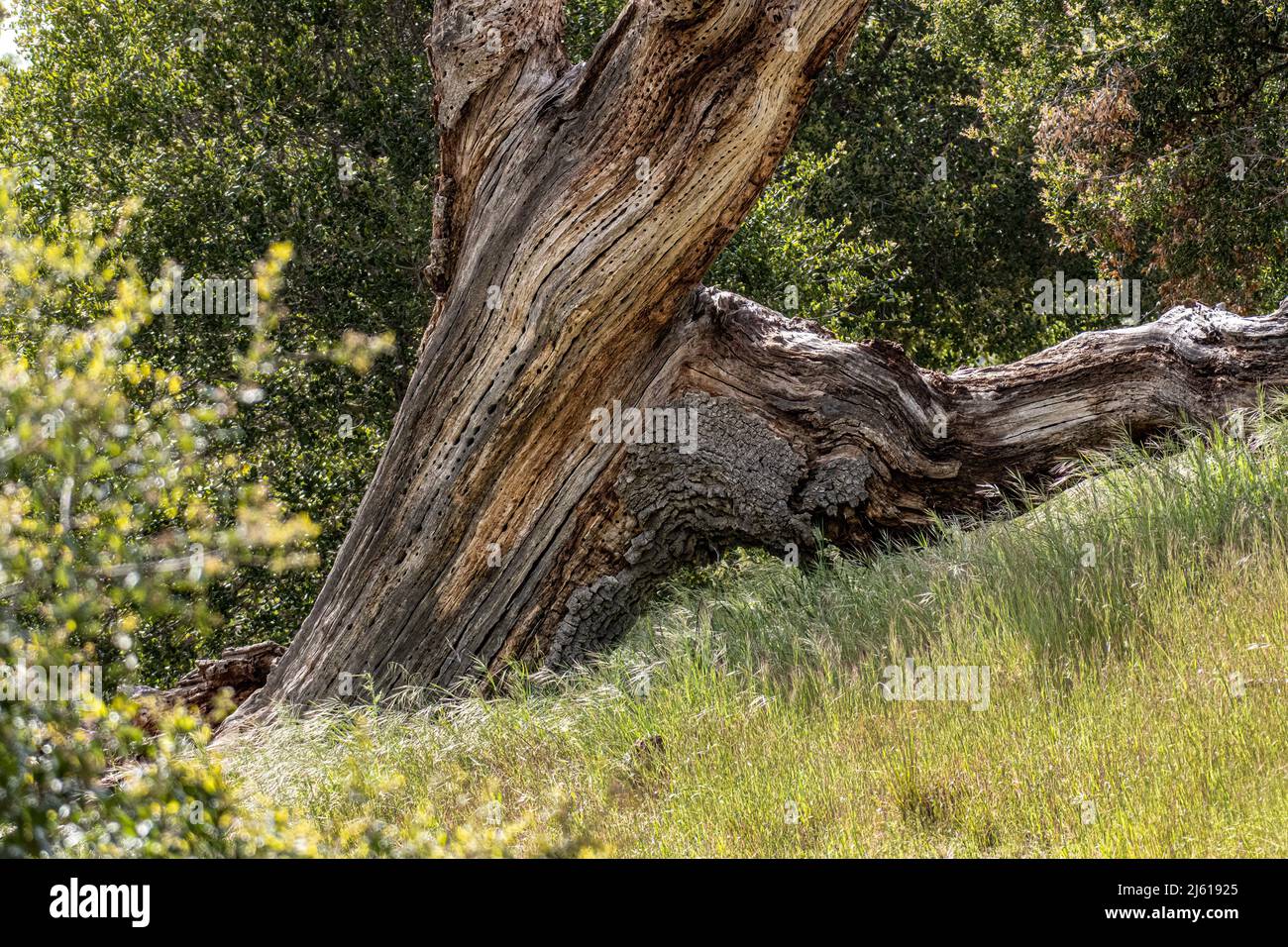 Oak Tree forest in Santa Lucia Preserve Carmel Valley California USA ...