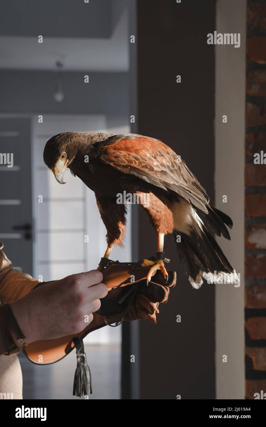 Buzzard eagle over the wall on the hand in glove. Closeup portrait ...