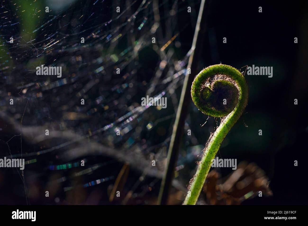 Spider fern hi-res stock photography and images - Alamy