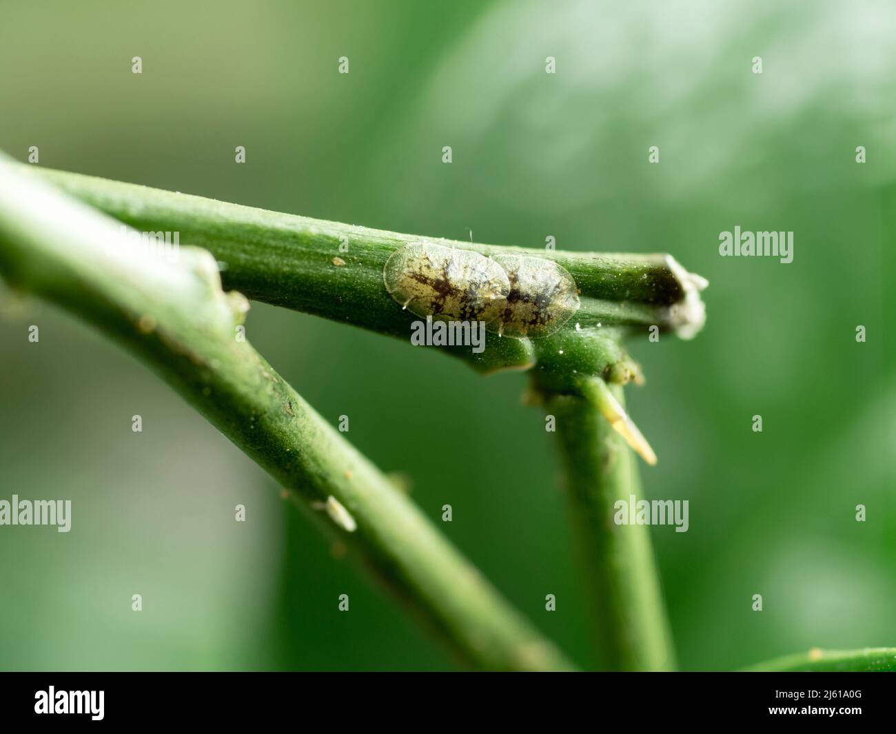 photo shows a closeup situation of two scale insects sucking on a ...